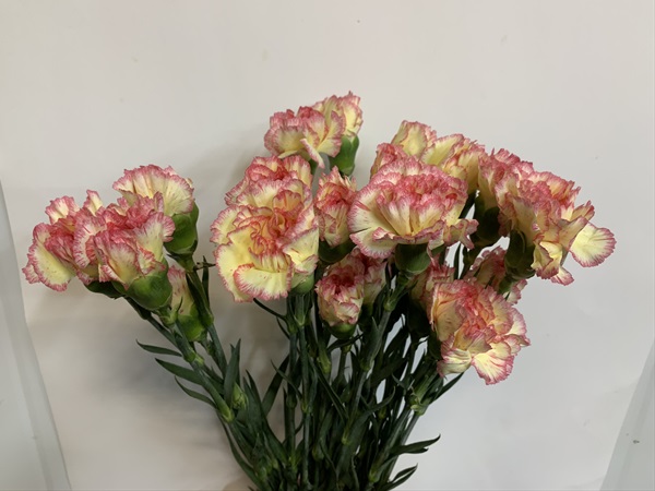 Carnation Bicolor Alibaba - Standard Carnation - Carnations - Flowers ...