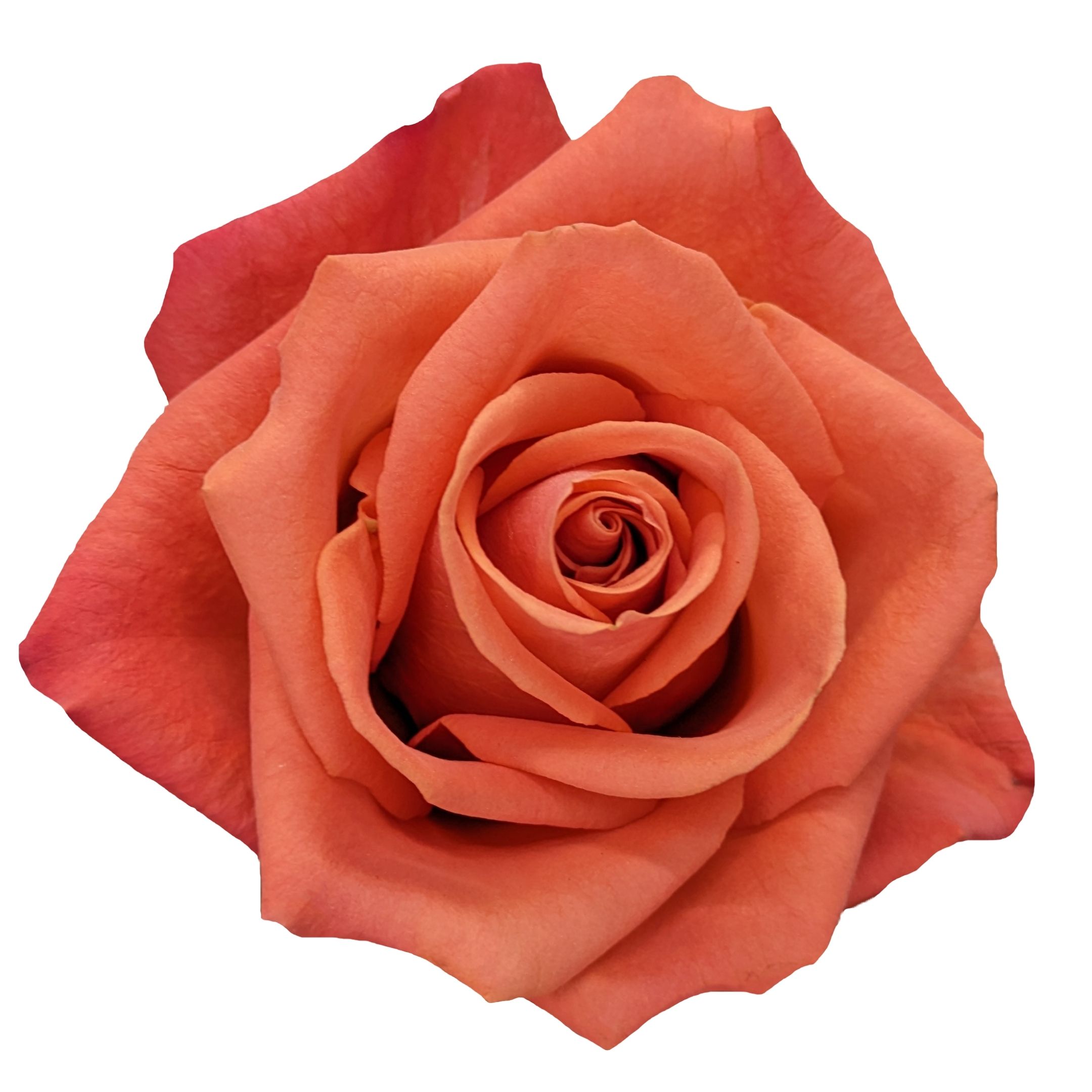 Rose Carnelian - Standard Rose - Roses - Flowers by category | Sierra ...