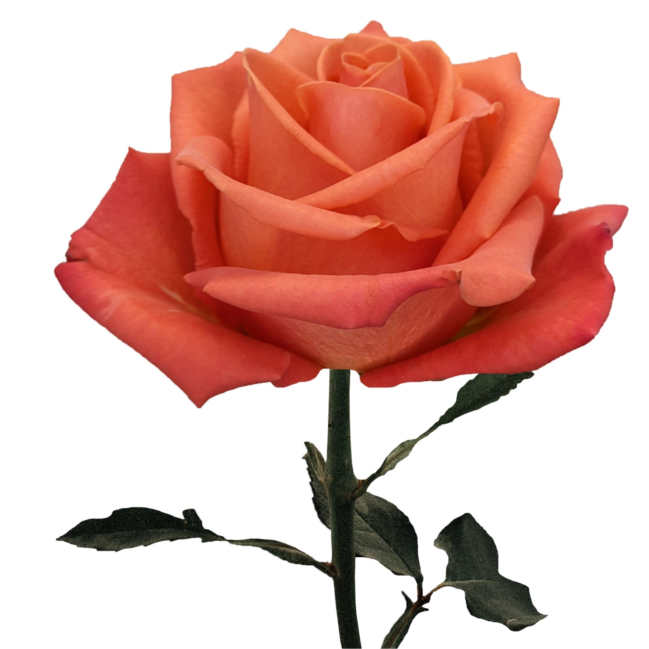 Rose Carnelian - Standard Rose - Roses - Flowers by category | Sierra ...