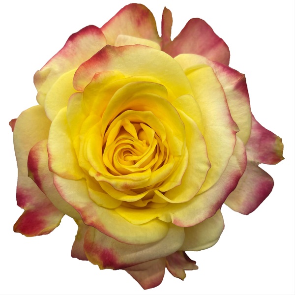 Rose Bonfire - Standard Rose - Roses - Flowers by category | Sierra ...