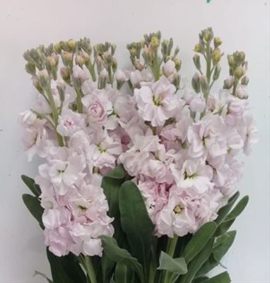 Double Stock Light Pink - Double Stock - Flowers and Fillers - Flowers ...