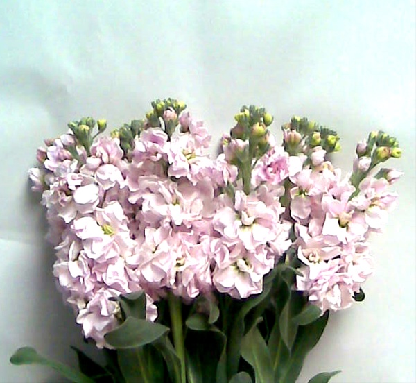 Double Stock Light Pink - Double Stock - Flowers and Fillers - Flowers ...