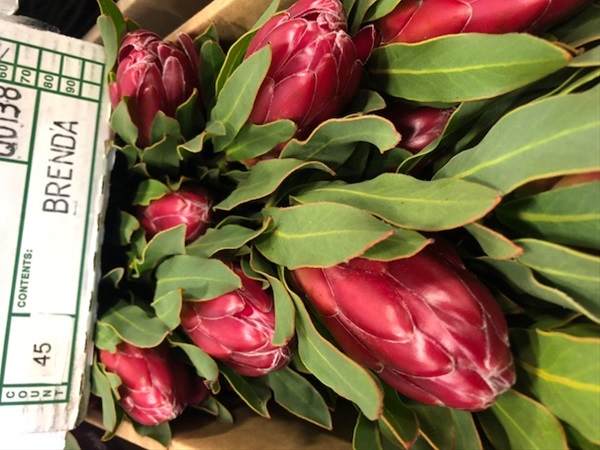 Protea Brenda - Protea - Proteas and Leucadendrons - Flowers by ...