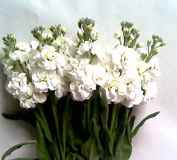 Double Stock White - Double Stock - Flowers and Fillers - Flowers by ...