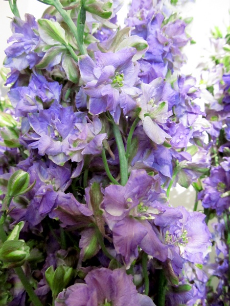 Larkspur Lilac - Larkspur - Flowers and Fillers - Flowers by category ...