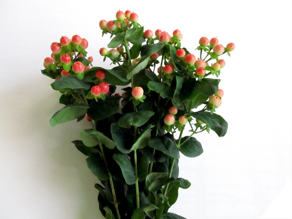 Hypericum Magical Pink - Hypericum - Flowers and Fillers - Flowers by ...