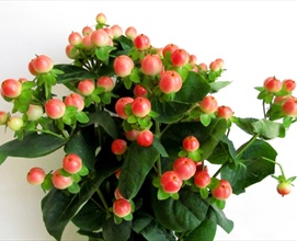 Hypericum Magical Pink - Hypericum - Flowers and Fillers - Flowers by ...