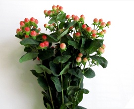 Hypericum Magical Pink - Hypericum - Flowers and Fillers - Flowers by ...