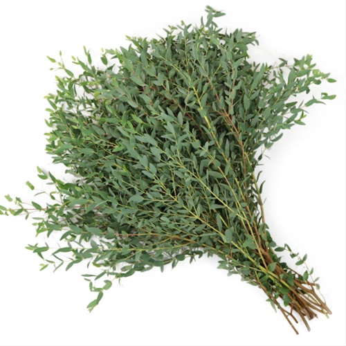 Eucalyptus Parvifolia - Eucalyptus - Greens, Foliages and Branches ...