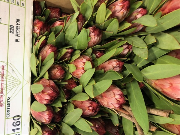 Protea Robyn - Protea - Proteas and Leucadendrons - Flowers by category ...