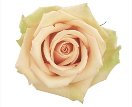 Rose Sahara - Standard Rose - Roses - Flowers by category | Sierra ...