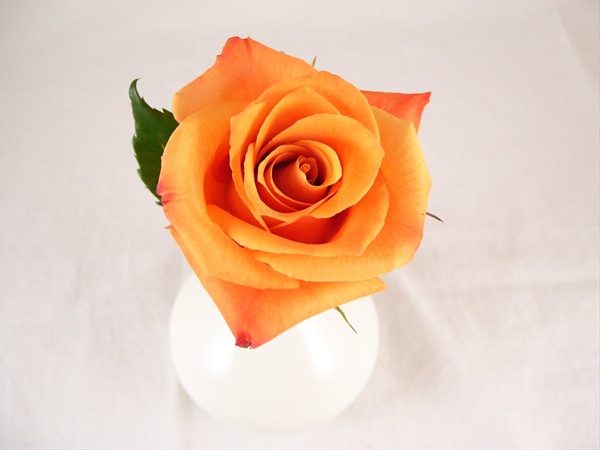 Rose Orange Unique - Standard Rose - Roses - Flowers by category ...