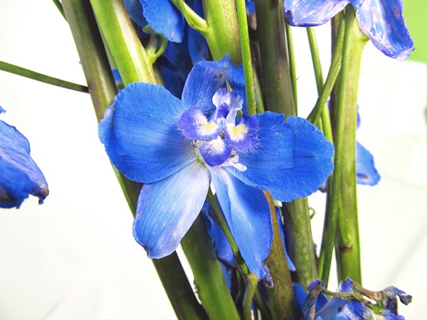 Delph Waltz Dark Blue Sea - Delphinium - Flowers and Fillers - Flowers ...