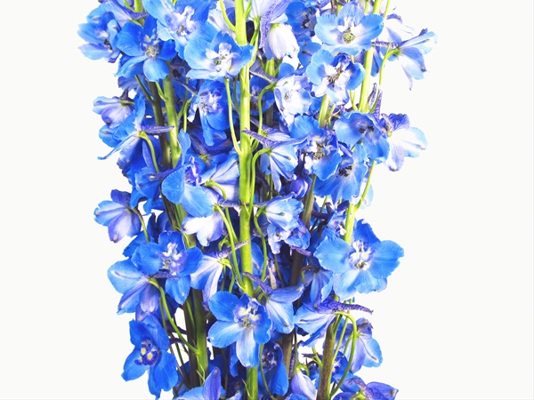 Delph Waltz Dark Blue Sea - Delphinium - Flowers and Fillers - Flowers ...