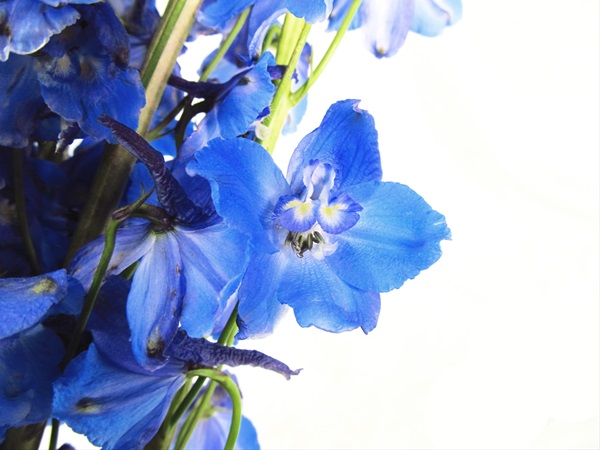 Delph Waltz Dark Blue Sea - Delphinium - Flowers and Fillers - Flowers ...