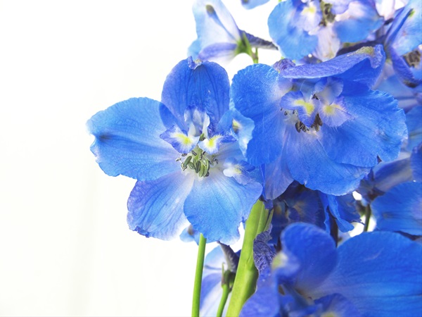 Delph Waltz Dark Blue Sea - Delphinium - Flowers and Fillers - Flowers ...