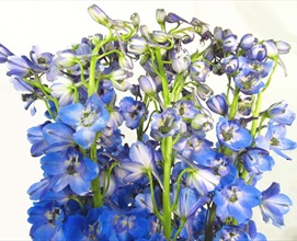 Delph Waltz Dark Blue Sea - Delphinium - Flowers and Fillers - Flowers ...