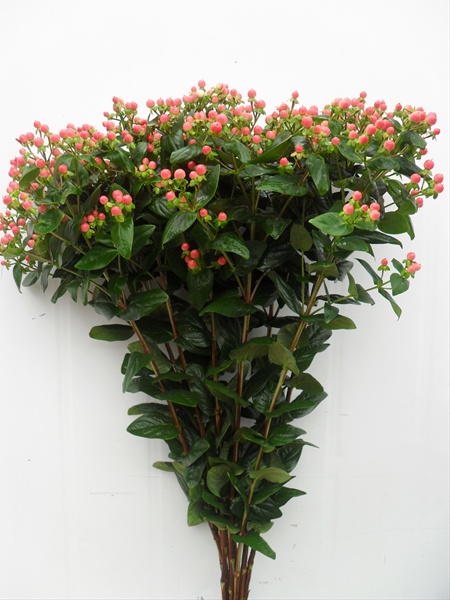 Hypericum Blushing Coral Romance - Hypericum - Flowers and Fillers ...