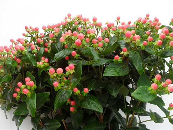 Hypericum Blushing Coral Romance - Hypericum - Flowers and Fillers ...