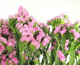 Statice T-Culture Pink - Sinuata (Statice) - Limonium - Flowers by ...