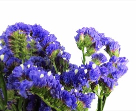 Statice T-Culture Blue - Sinuata (Statice) - Limonium - Flowers by ...