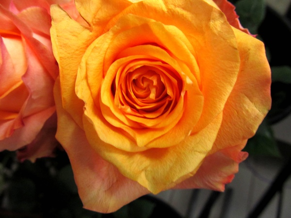 Rose Turtle - Standard Rose - Roses - Flowers by category | Sierra ...