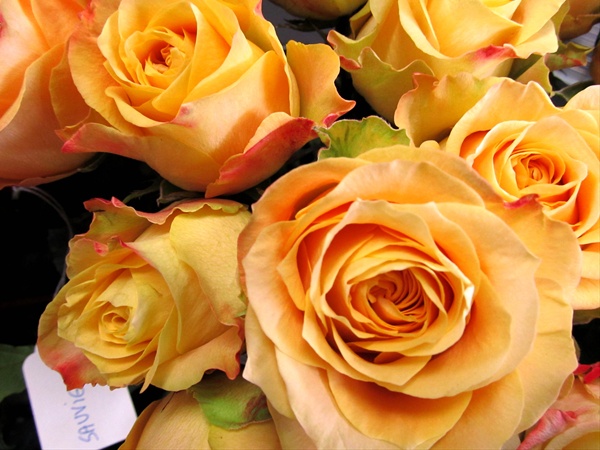 Rose Turtle - Standard Rose - Roses - Flowers by category | Sierra ...