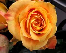 Rose Turtle - Standard Rose - Roses - Flowers by category | Sierra ...