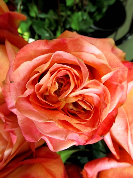 Rose Wild Spirit - Standard Rose - Roses - Flowers by category | Sierra ...