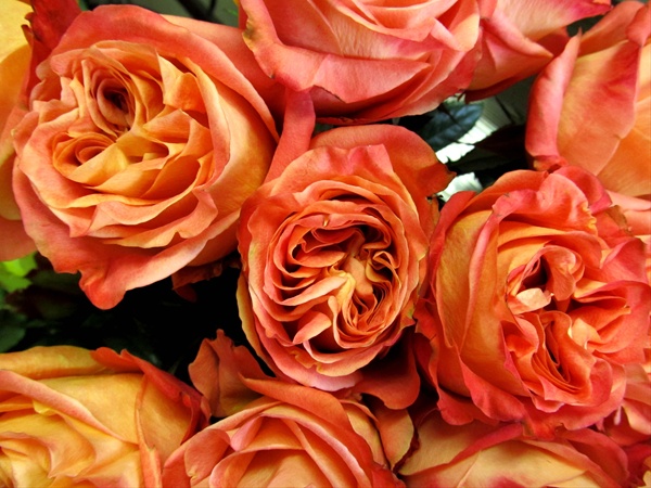 Rose Wild Spirit - Standard Rose - Roses - Flowers by category | Sierra ...