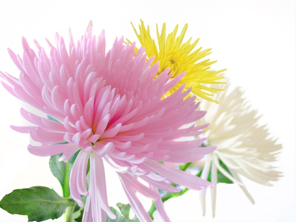 Chrys Fuji Anastasia Assorted Mix - Disbuds/Mums - Chrysanthemum ...