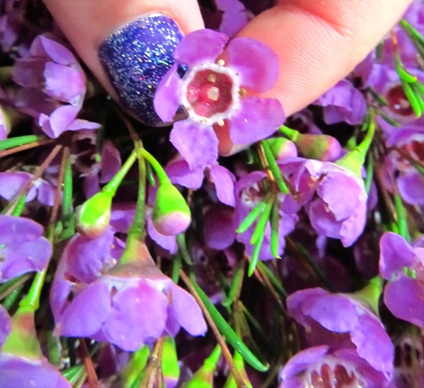 Waxflower Blue Pride - Waxflower - Flowers and Fillers - Flowers by ...