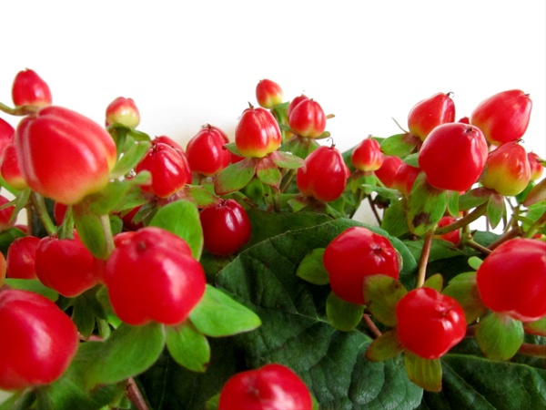 Hypericum Magical Triumph - Hypericum - Flowers and Fillers - Flowers ...