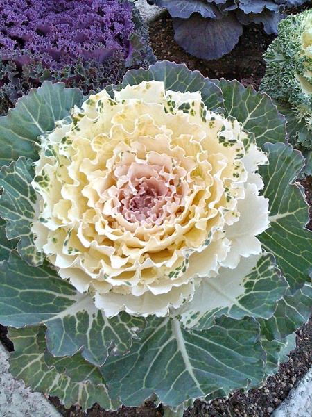 Brassica White - Brassica - Flowers and Fillers - Flowers by category ...