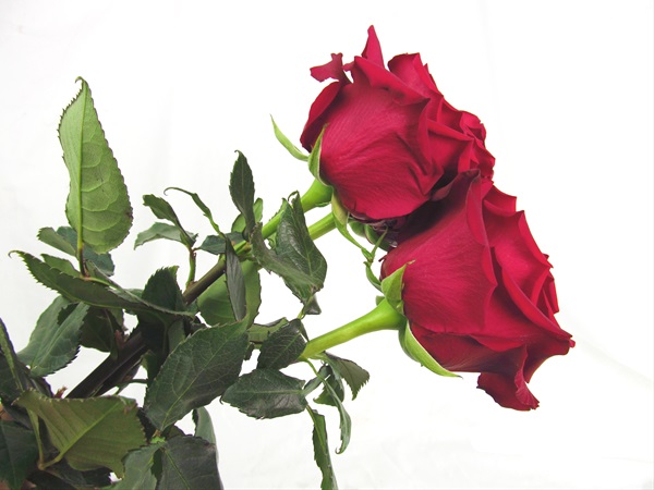 Rose Explorer - Standard Rose - Roses - Flowers by category | Sierra ...