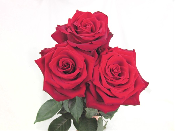 Rose Explorer - Standard Rose - Roses - Flowers by category | Sierra ...