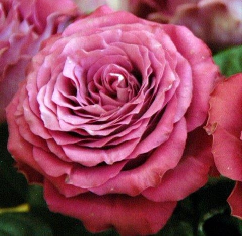 Garden Rose Precious Moments - Garden Rose - Roses - Flowers by ...