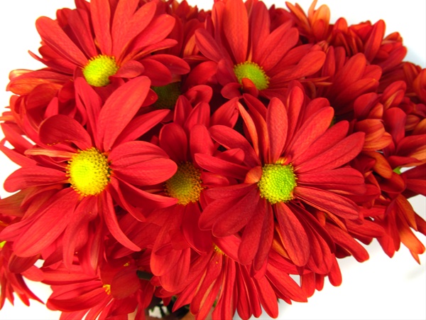 Spray Atlantis Red - Fall Poms - Public albums | Sierra Flower Finder