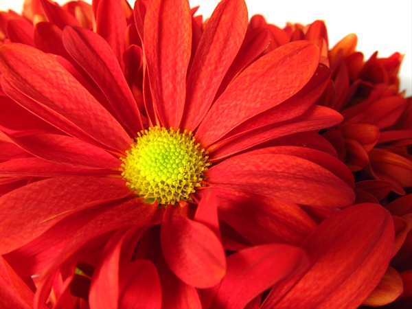 Spray Atlantis Red - Fall Poms - Public albums | Sierra Flower Finder