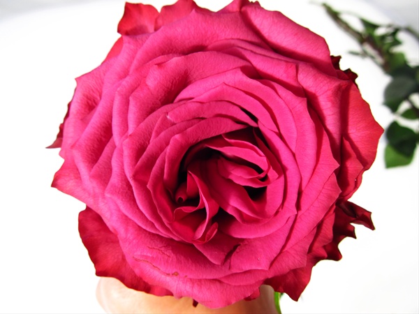 Rose Blueberry - Standard Rose - Roses - Flowers by category | Sierra ...