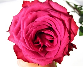 Rose Blueberry - Standard Rose - Roses - Flowers by category | Sierra ...