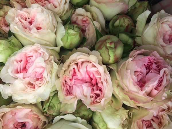 Garden Rose Pashmina - Garden Rose - Roses - Flowers by category ...