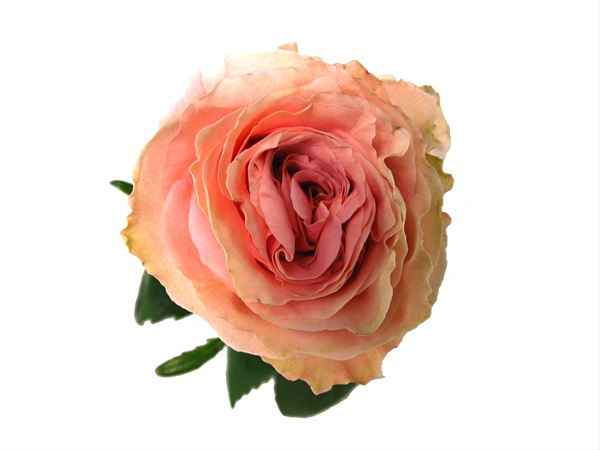Rose Shimmer - Standard Rose - Roses - Flowers by category | Sierra ...