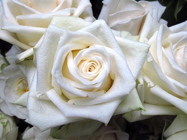 Rose Soul - Standard Rose - Roses - Flowers by category | Sierra Flower ...