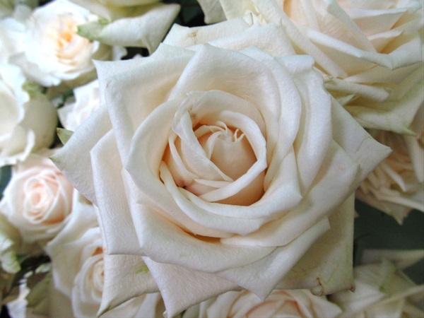 Rose Soul - Standard Rose - Roses - Flowers by category | Sierra Flower ...