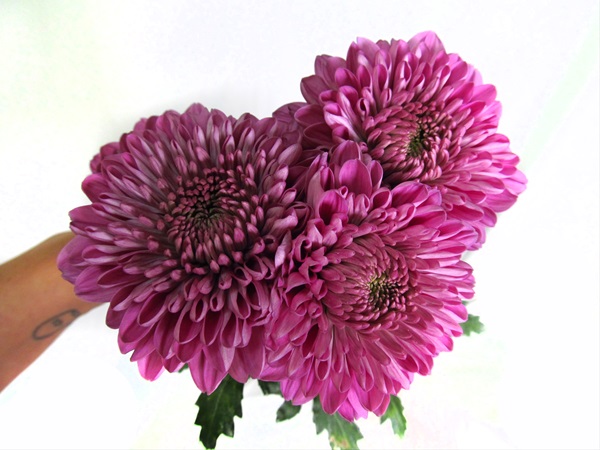Disbud Ball Asst & Solid - Disbuds/Mums - Chrysanthemum - Flowers by ...