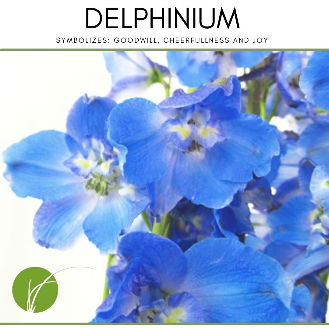 Home | Sierra Flower Finder