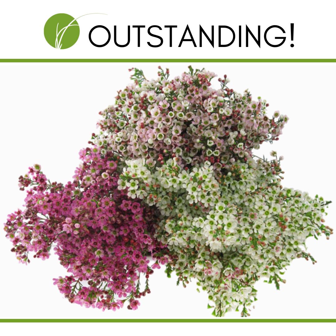 Home | Sierra Flower Finder